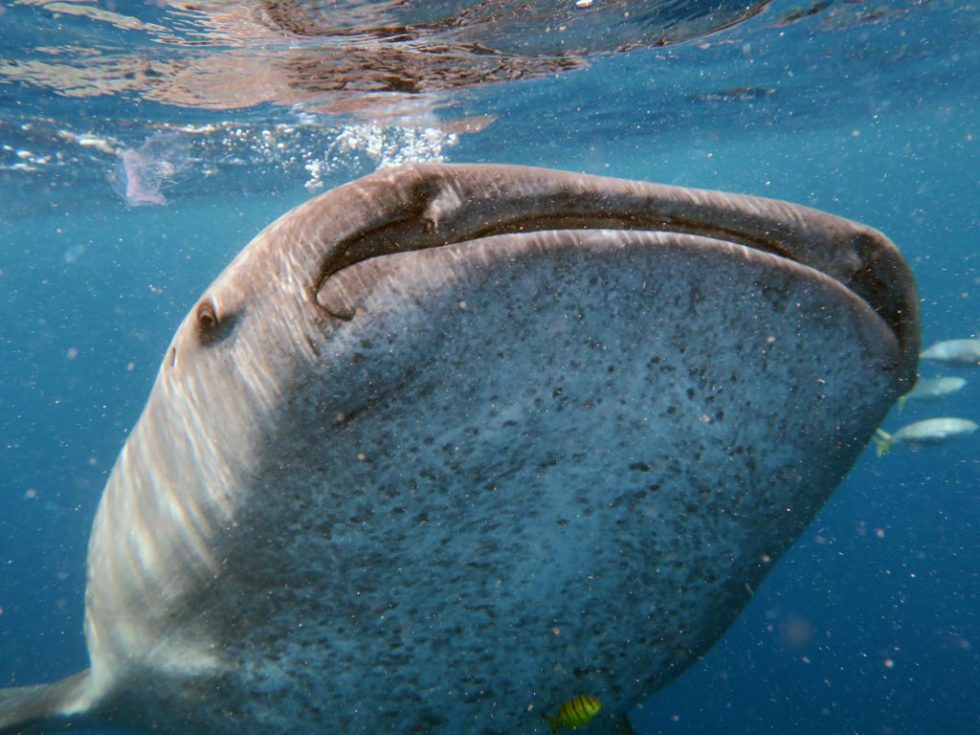 Requin Baleine Nosy Be - Madagascar - Ulysse Explorer